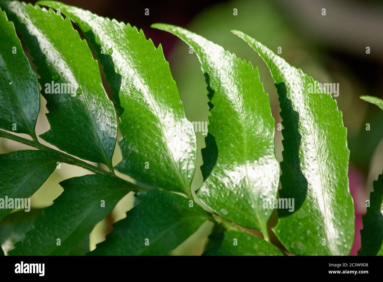 Tropical green leaf texture Stock Photo - Alamy