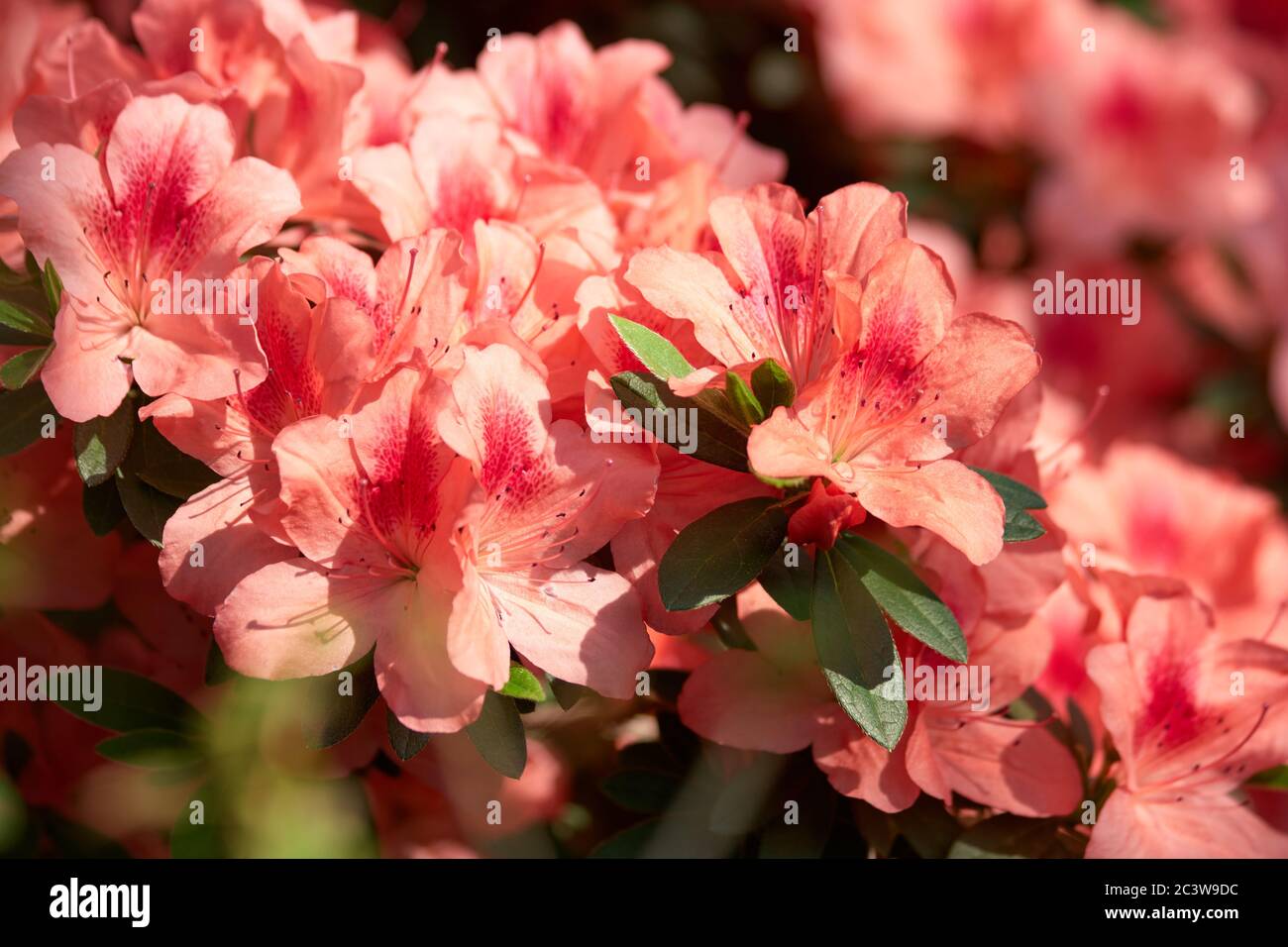 Beautiful Azalea flowers growing in a garden Stock Photo - Alamy