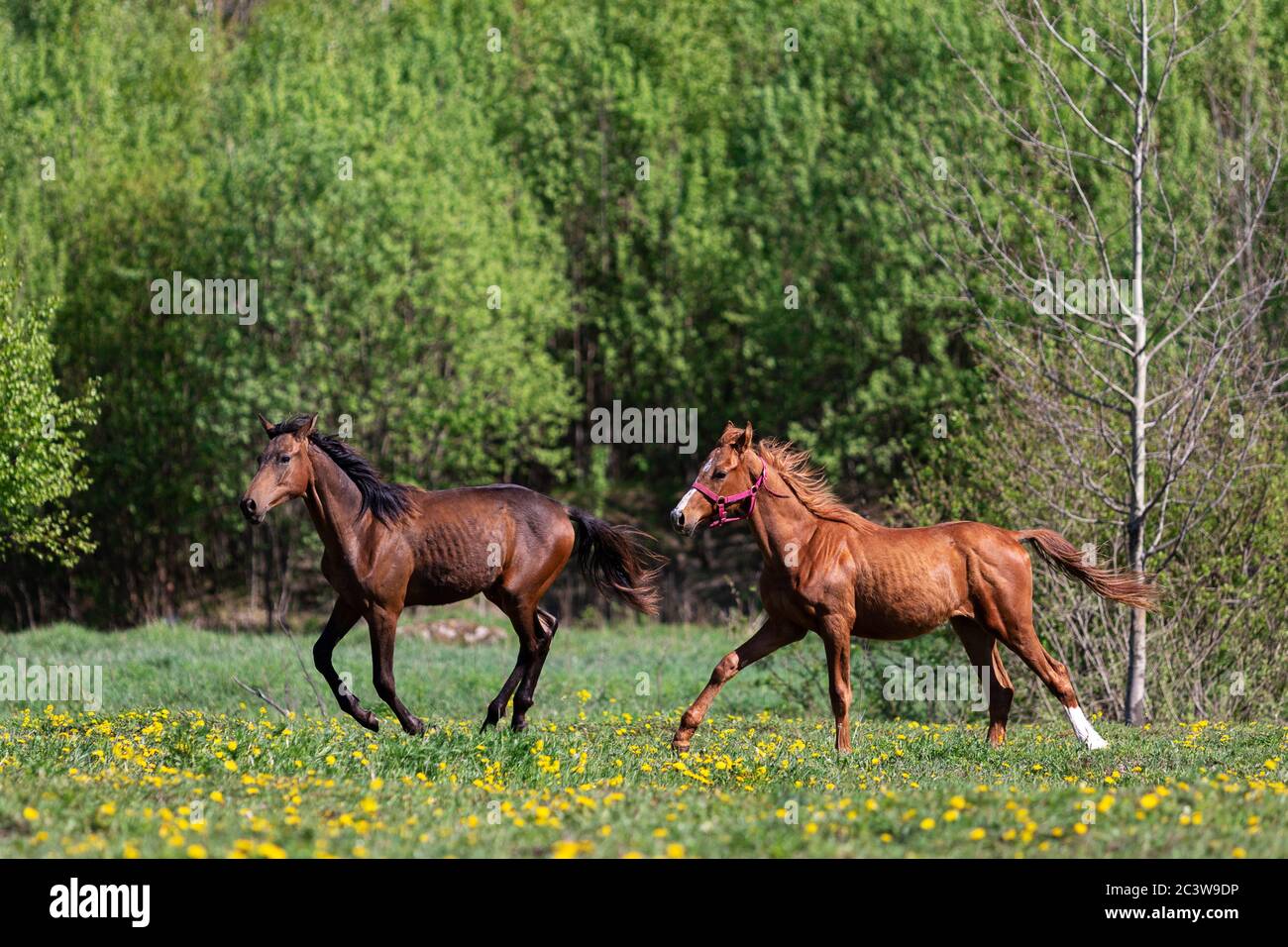 One red horse galloping on the pasture at summer Stock Photo - Alamy