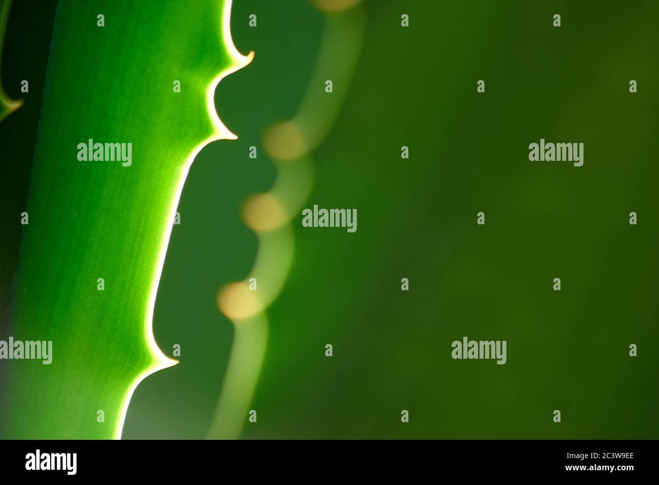 Aloe vera plant with sun rays close up Stock Photo - Alamy