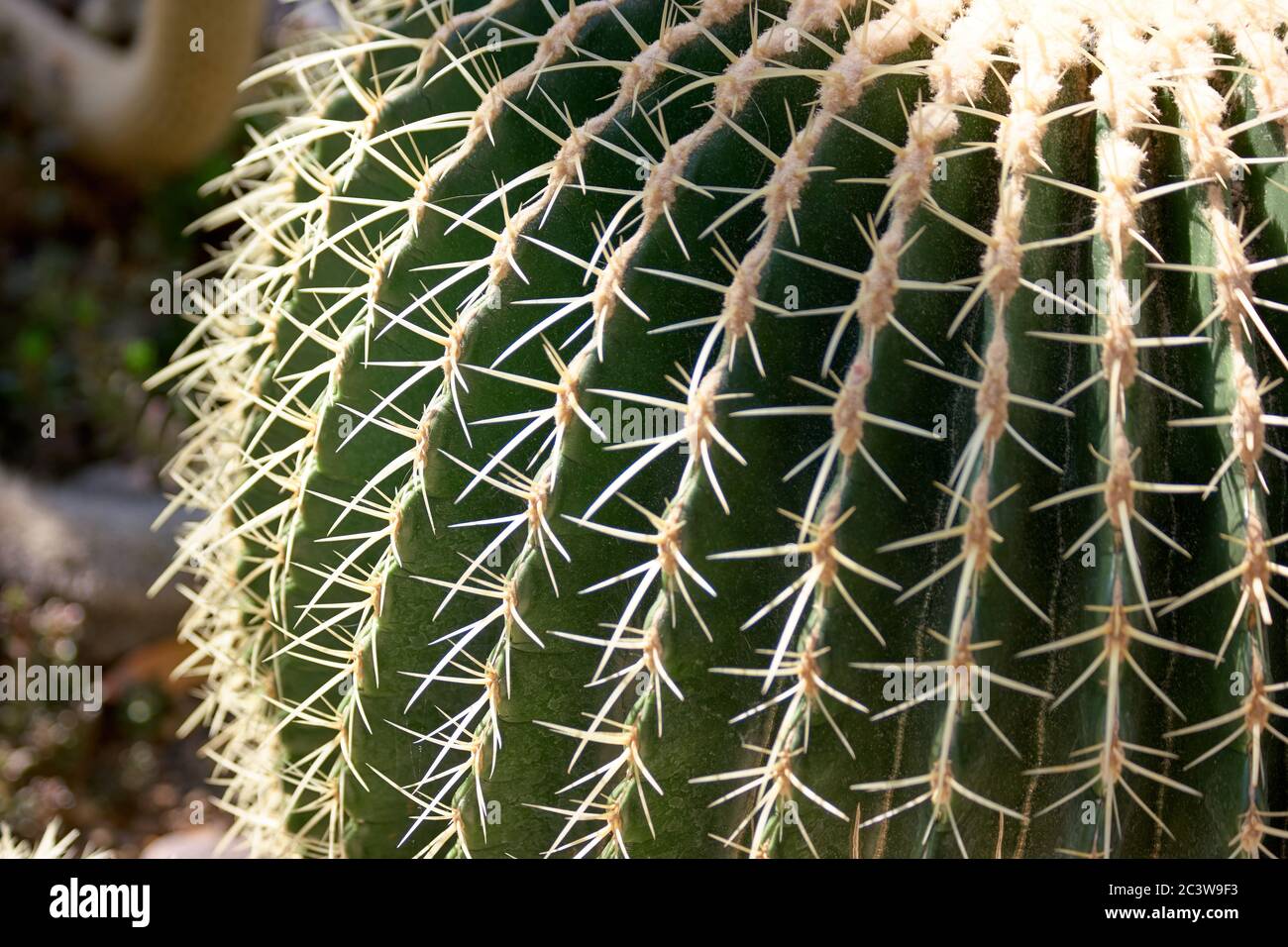 Big round barrel cactus hi-res stock photography and images - Alamy
