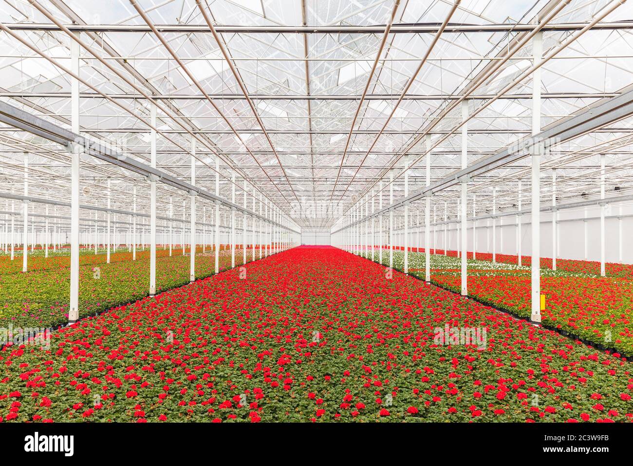 Geranium flower bed hi-res stock photography and images - Alamy