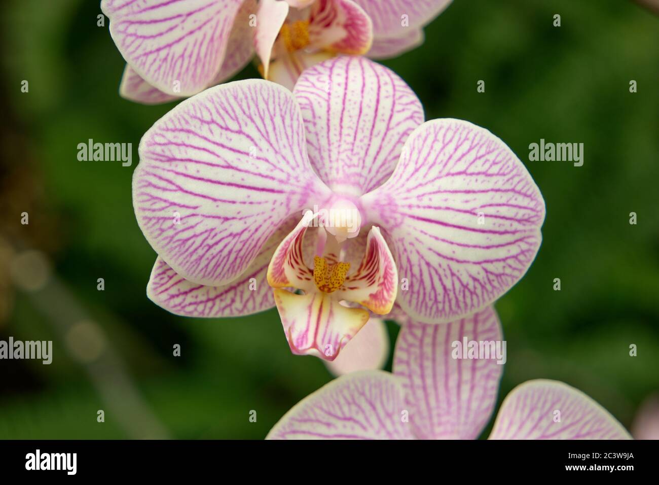 Close up Orchid flower blooming on green background Stock Photo - Alamy