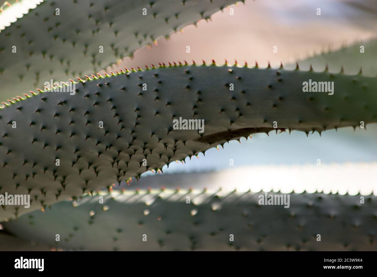 Aloe vera plant leaves texture close up Stock Photo - Alamy