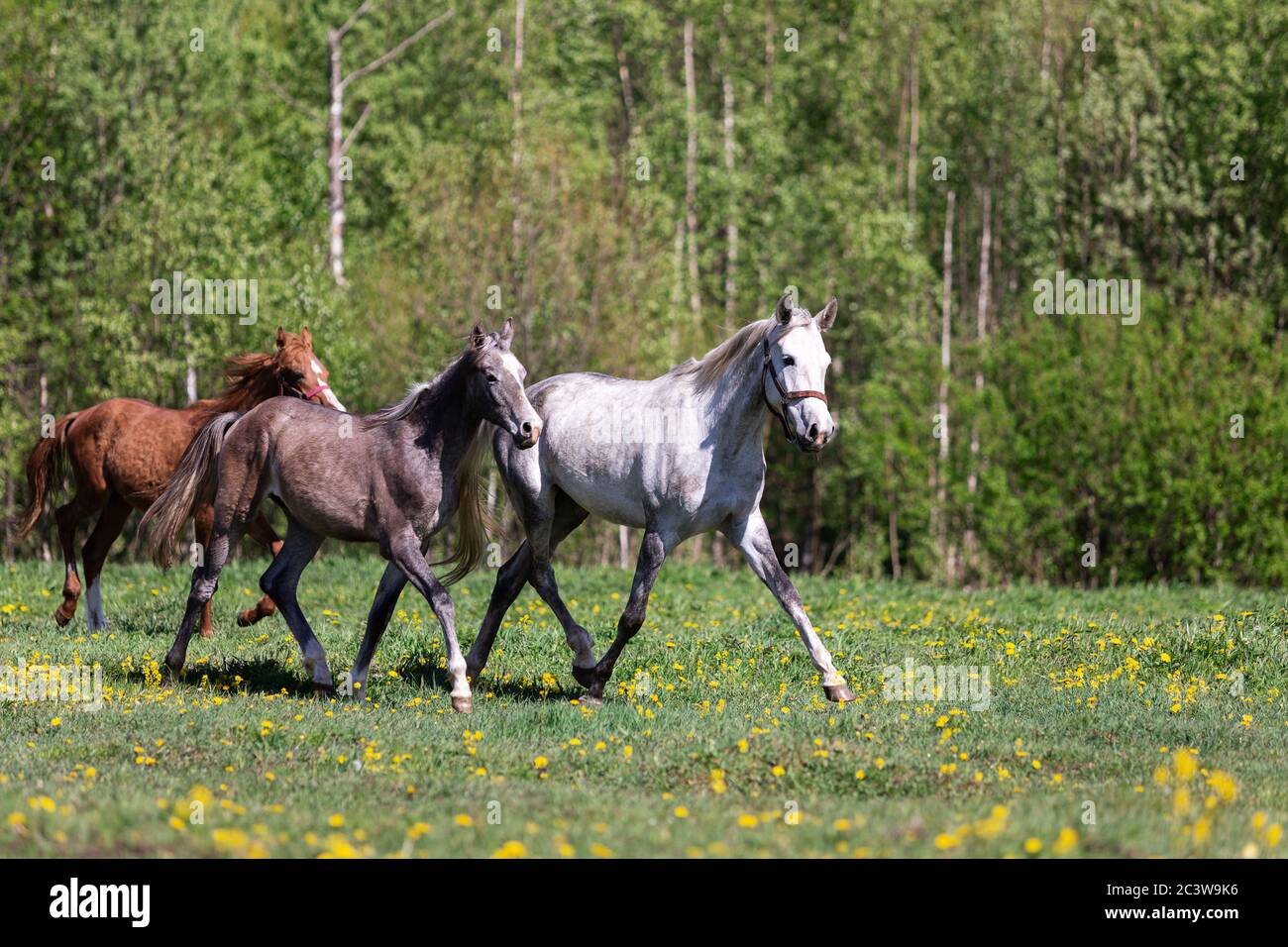 Galloping red horse hi-res stock photography and images - Alamy
