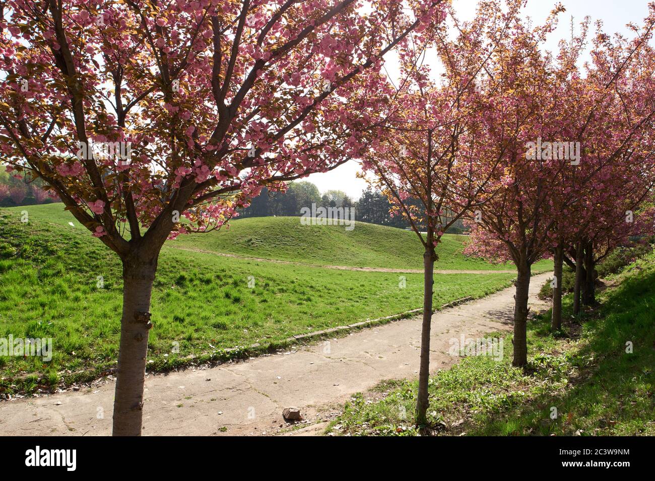 Rows of a beautiful cherry trees in park Stock Photo - Alamy