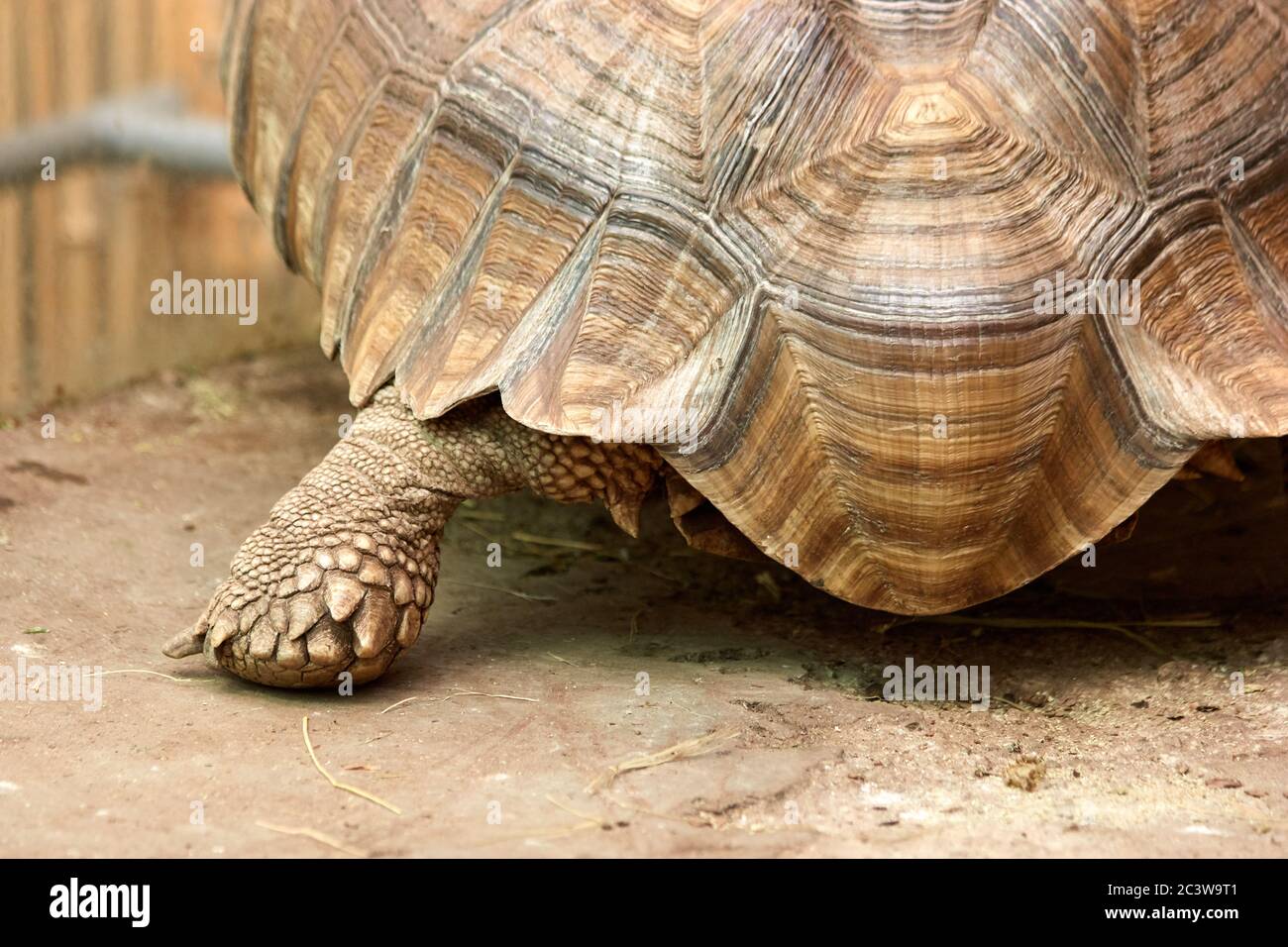 Big tortoise hi-res stock photography and images - Alamy
