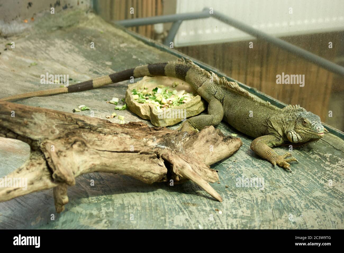 Zoo fauna hi-res stock photography and images - Alamy