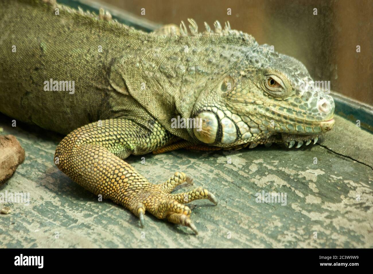 Big lizard dragon zoo hi-res stock photography and images - Alamy