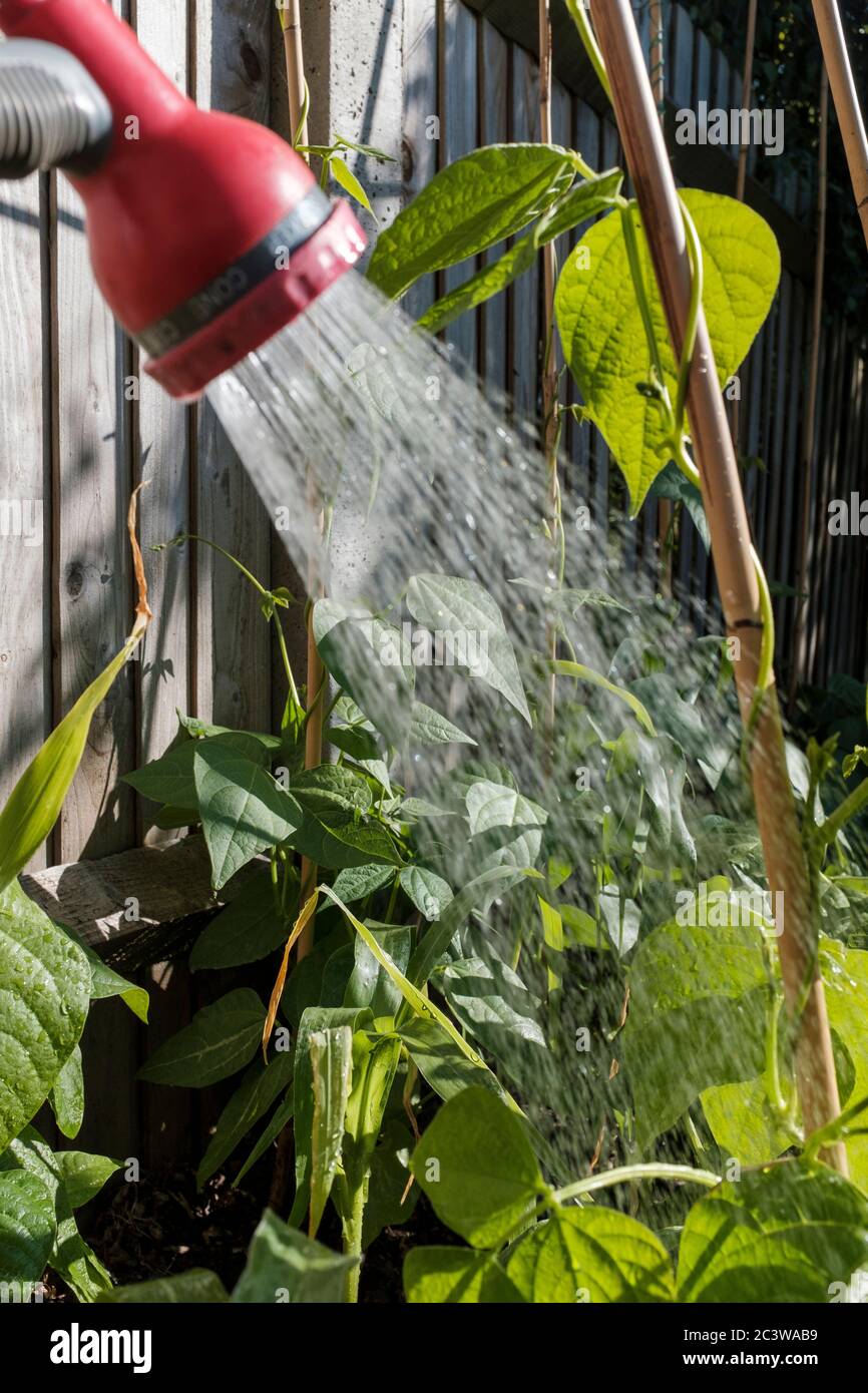 Beans water hi-res stock photography and images - Alamy