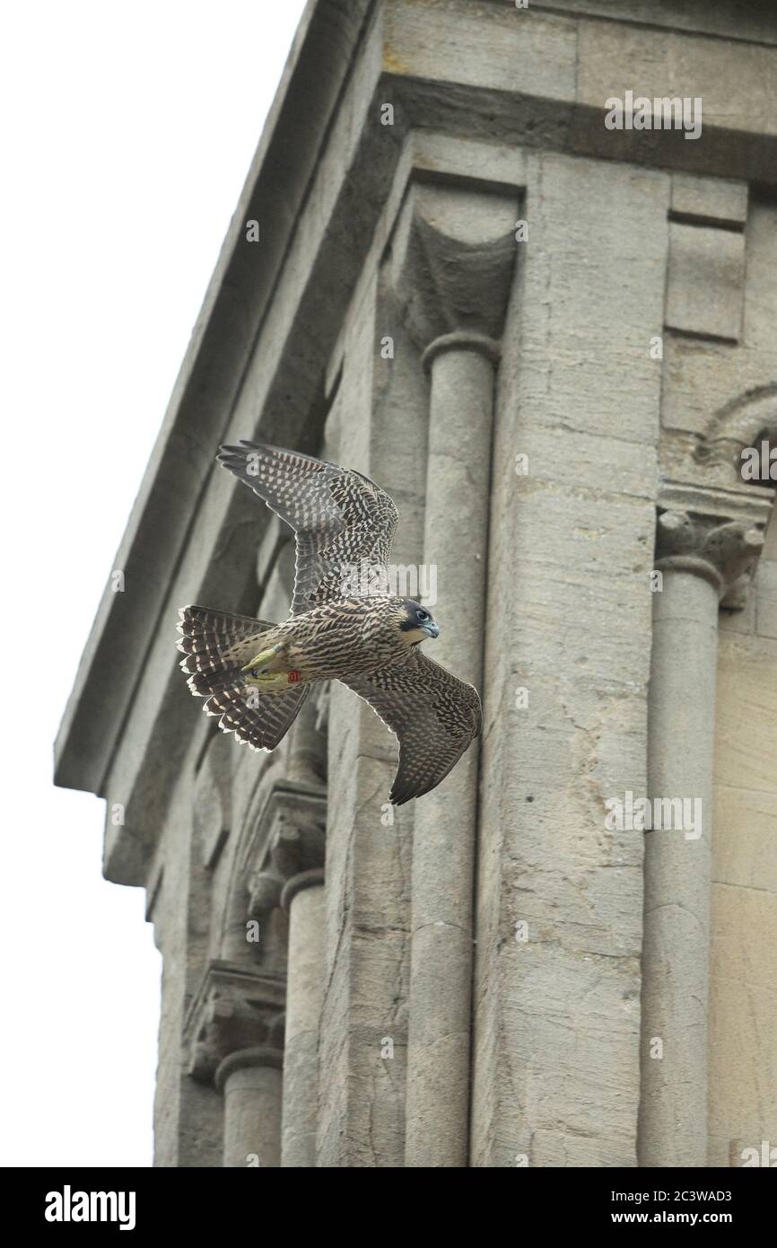Peregrine falcon flight britain hi-res stock photography and images - Alamy