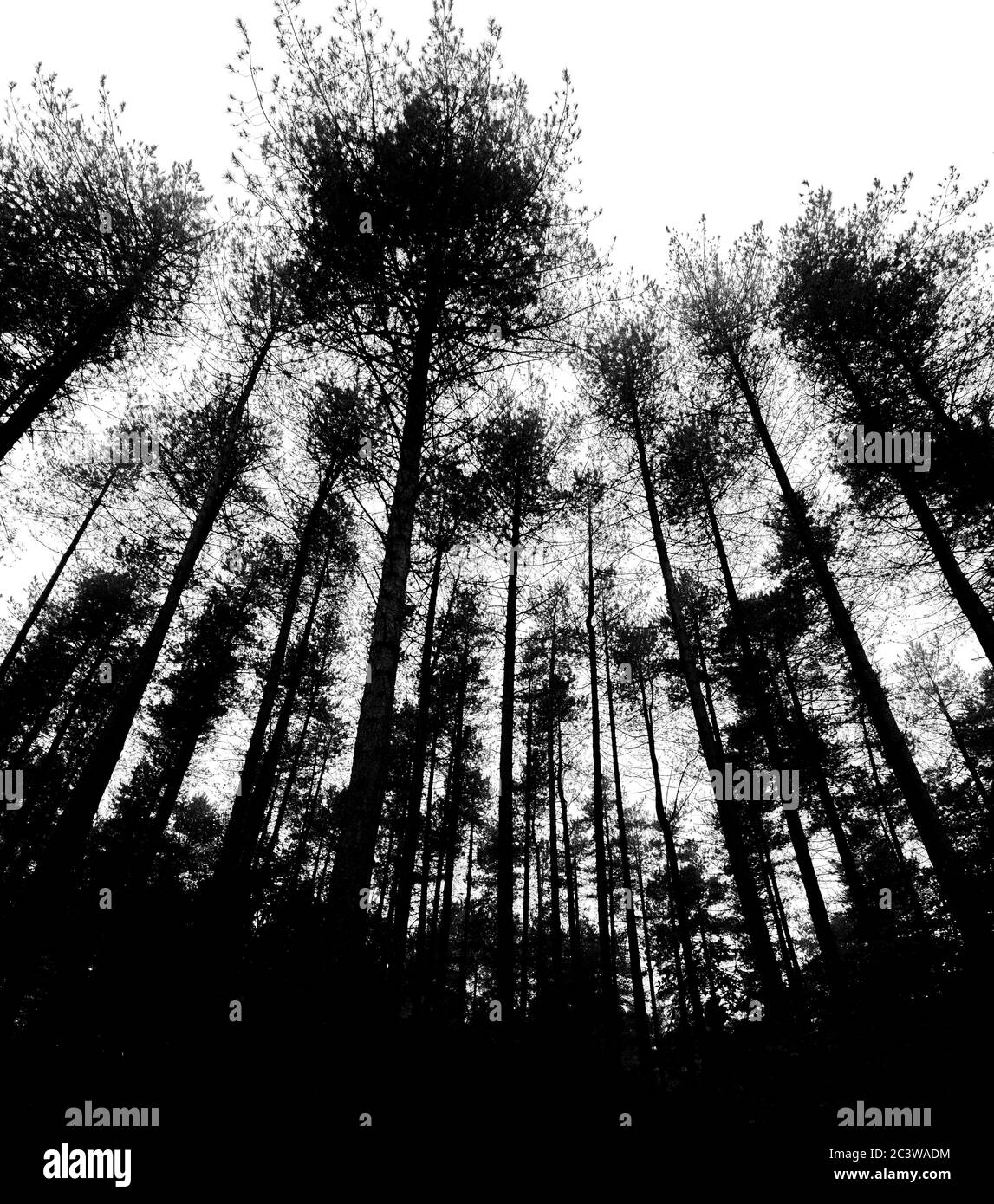 Tall scots pine trees,Blidworth woods,Nottingham,England,UK Stock Photo ...