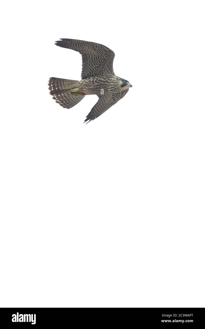 Peregrine Falcon (Falco peregrinus Stock Photo - Alamy