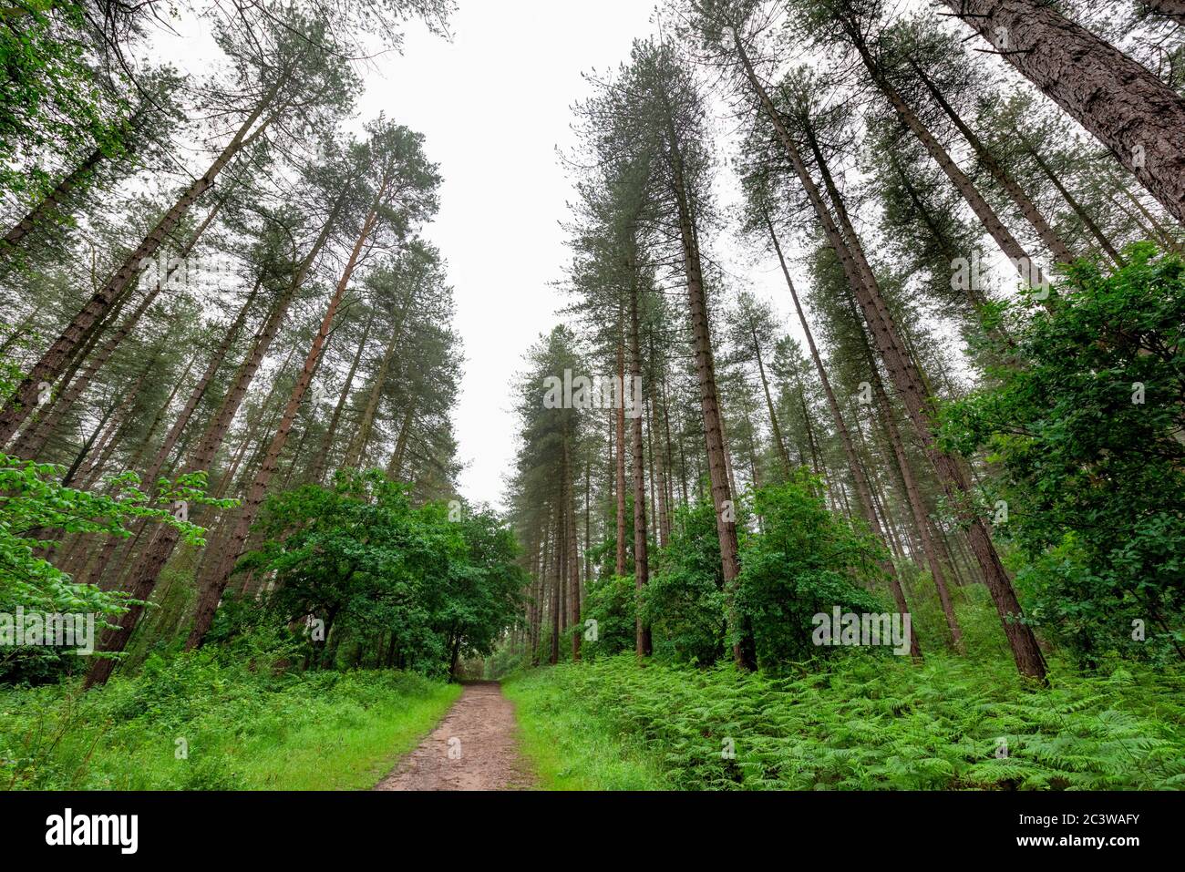 Tall scots pine trees,Blidworth woods,Nottingham,England,UK Stock Photo ...