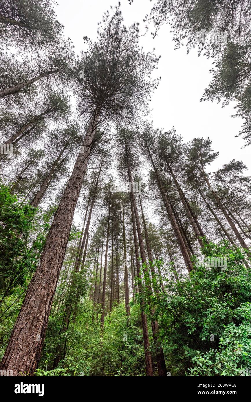 Tall scots pine trees,Blidworth woods,Nottingham,England,UK Stock Photo ...