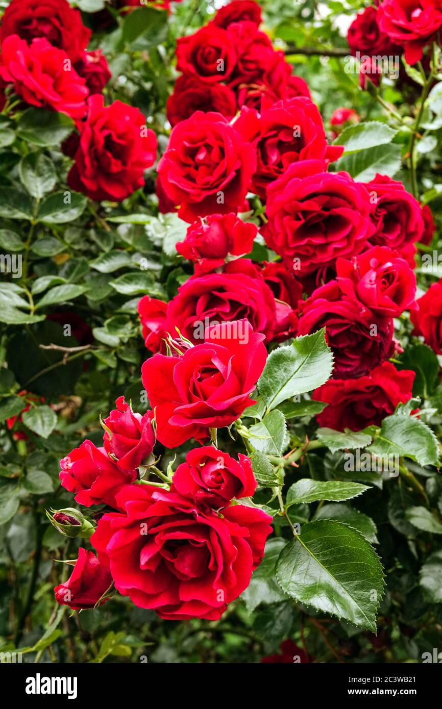Climbing red rose hi-res stock photography and images - Alamy