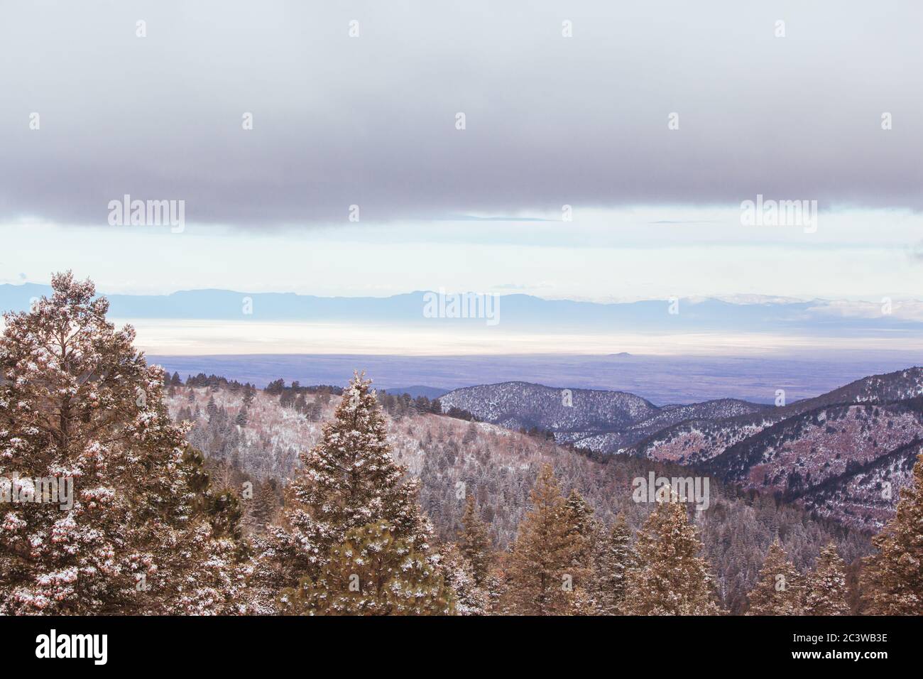 White fir new mexico hi-res stock photography and images - Alamy