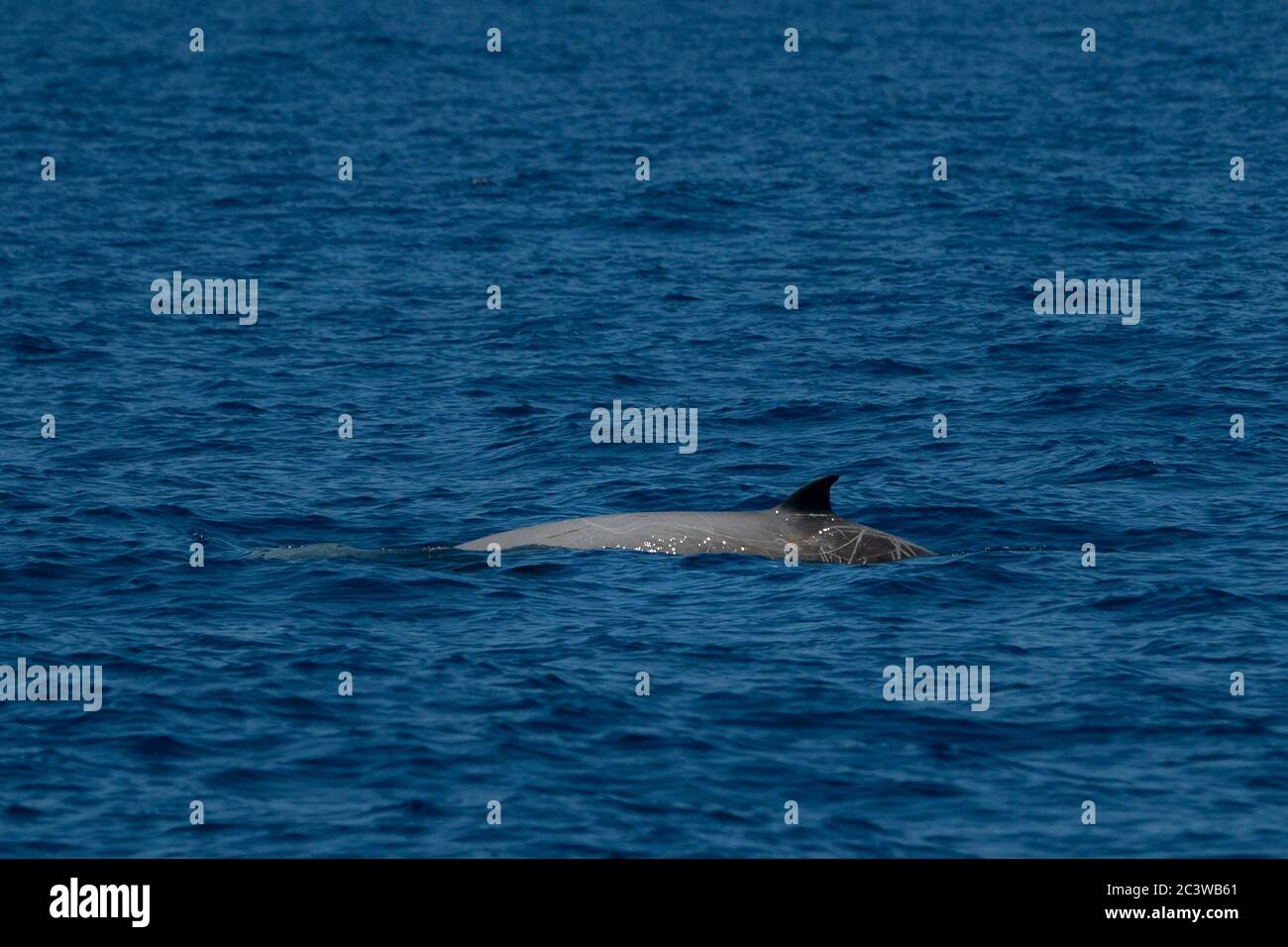 Goose Beaked whale dolphin Ziphius cavirostris ultra rare white Stock ...