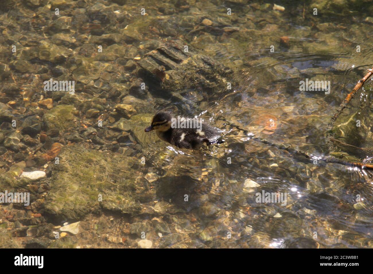 Baby Mallard duckling swimming in River Mole, Leatherhead, Surrey, June ...