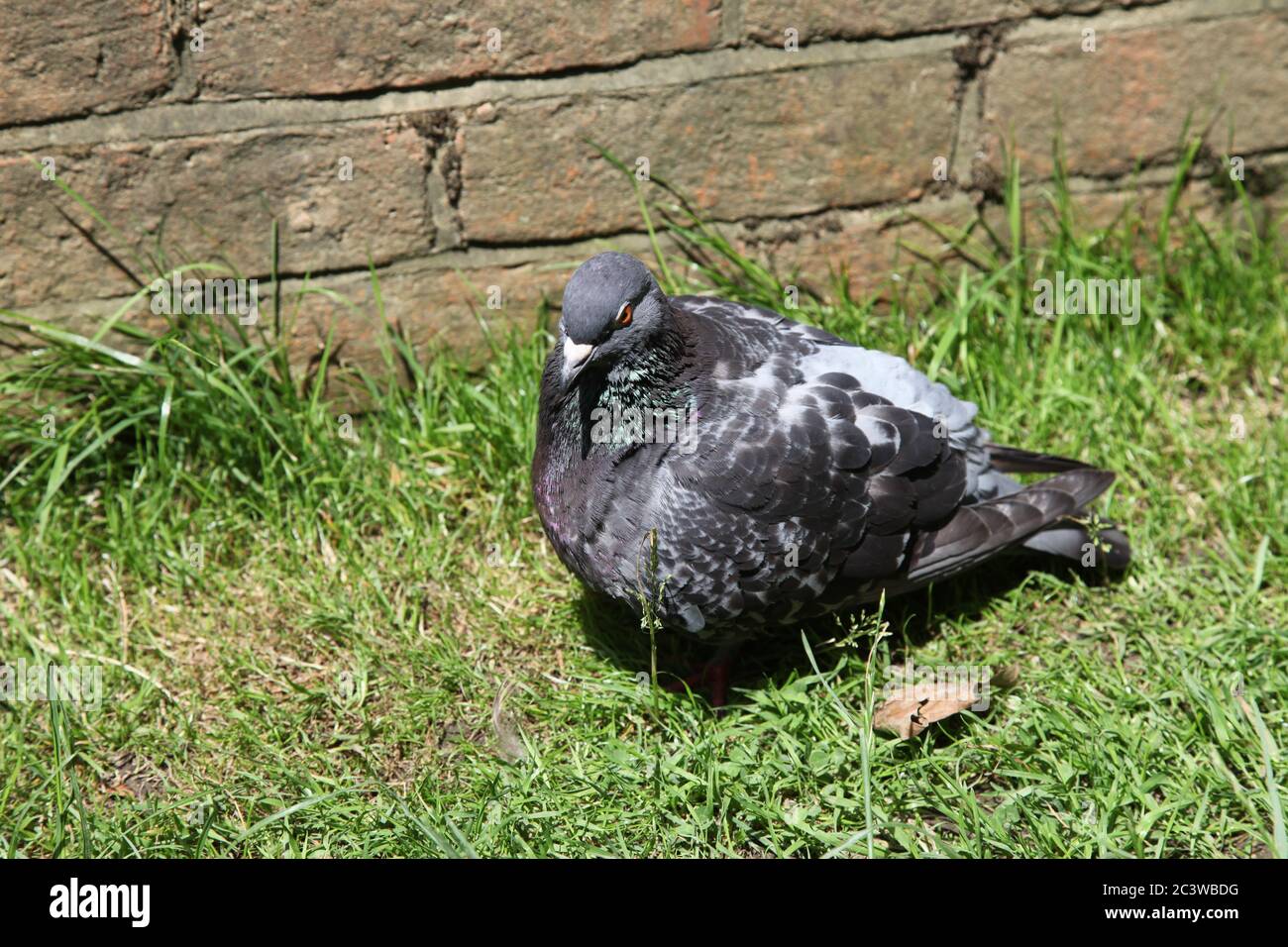 Pigeon chest fluffed hi-res stock photography and images - Alamy