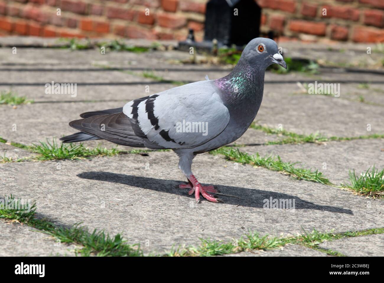 One rock dove, rock pigeon, or common pigeon (Columba livia), a member ...