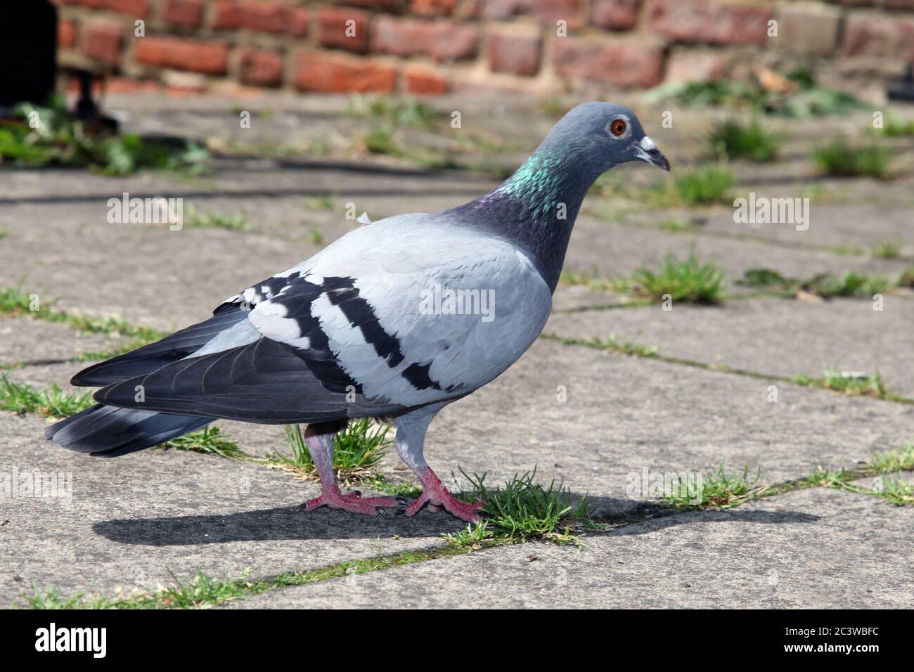 Pigeon strut hi-res stock photography and images - Alamy