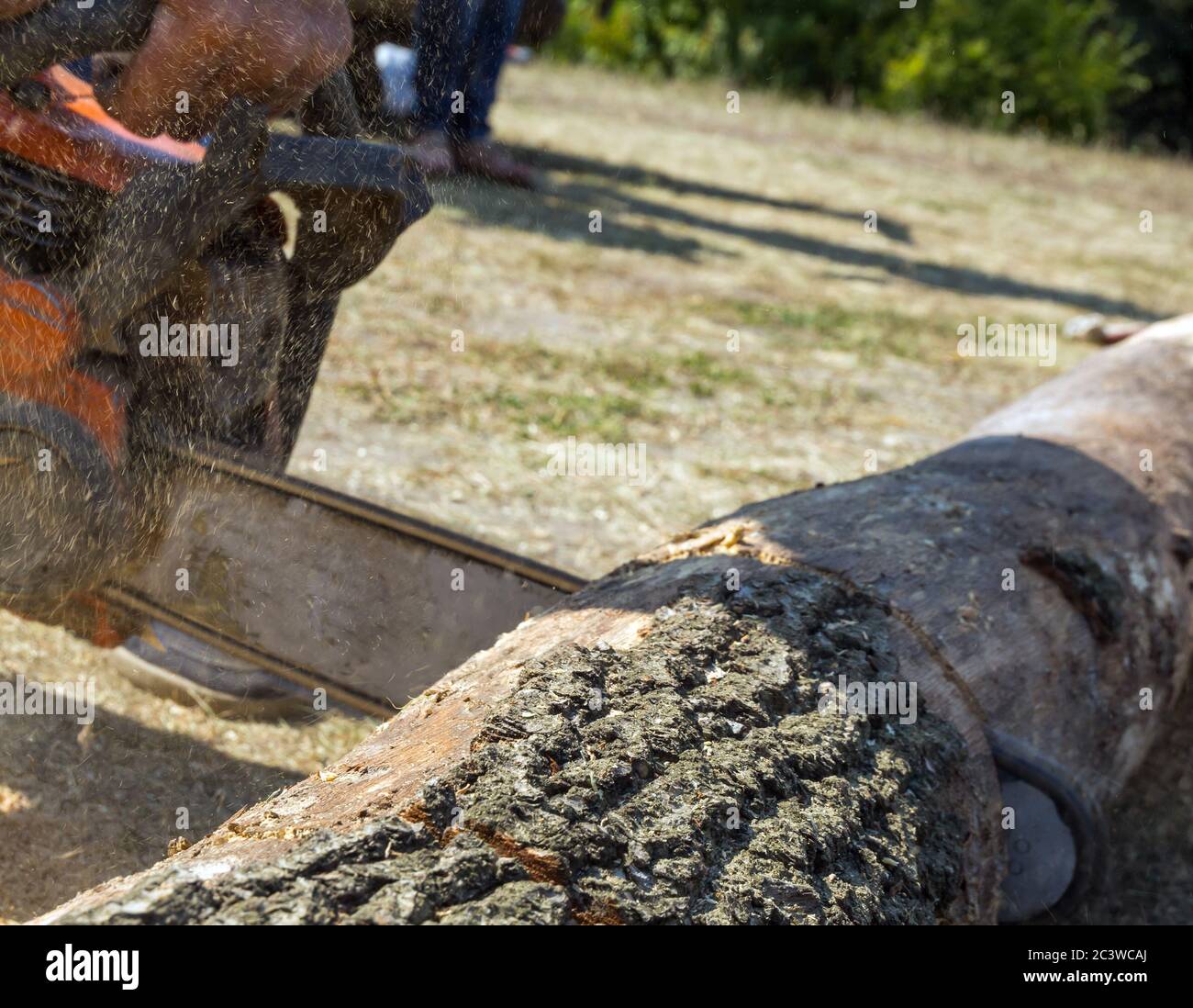 Sawing a tree trunk with a chainsaw Stock Photo - Alamy