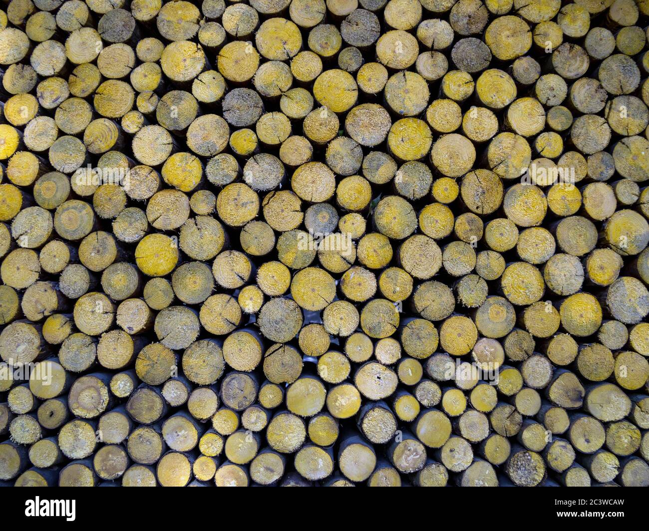 Log sorting hi-res stock photography and images - Alamy