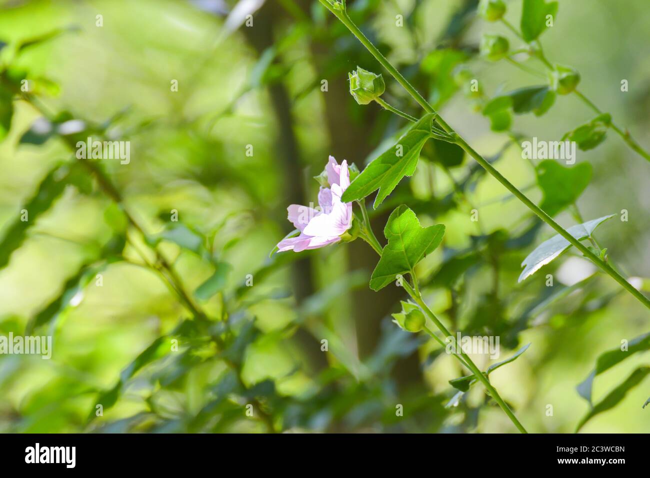Pink wild flowers in hi-res stock photography and images - Alamy