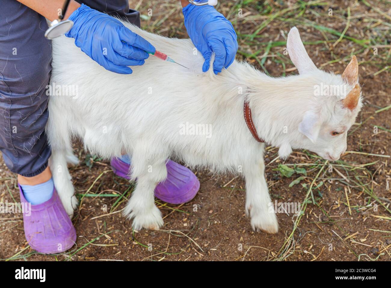 Young veterinarian woman with syringe holding and injecting goat kid on ...