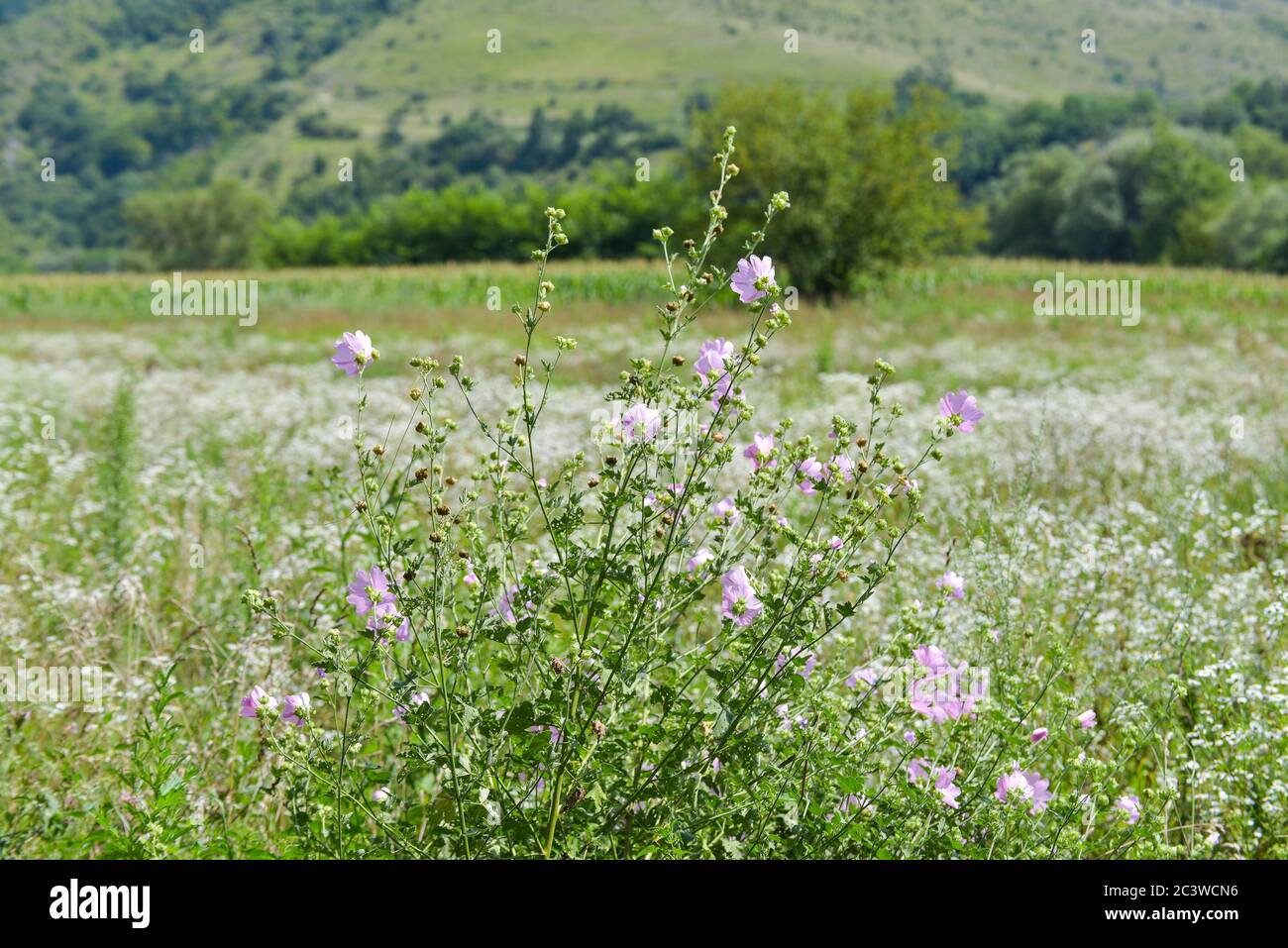 pink wild flowers in spring time Stock Photo - Alamy