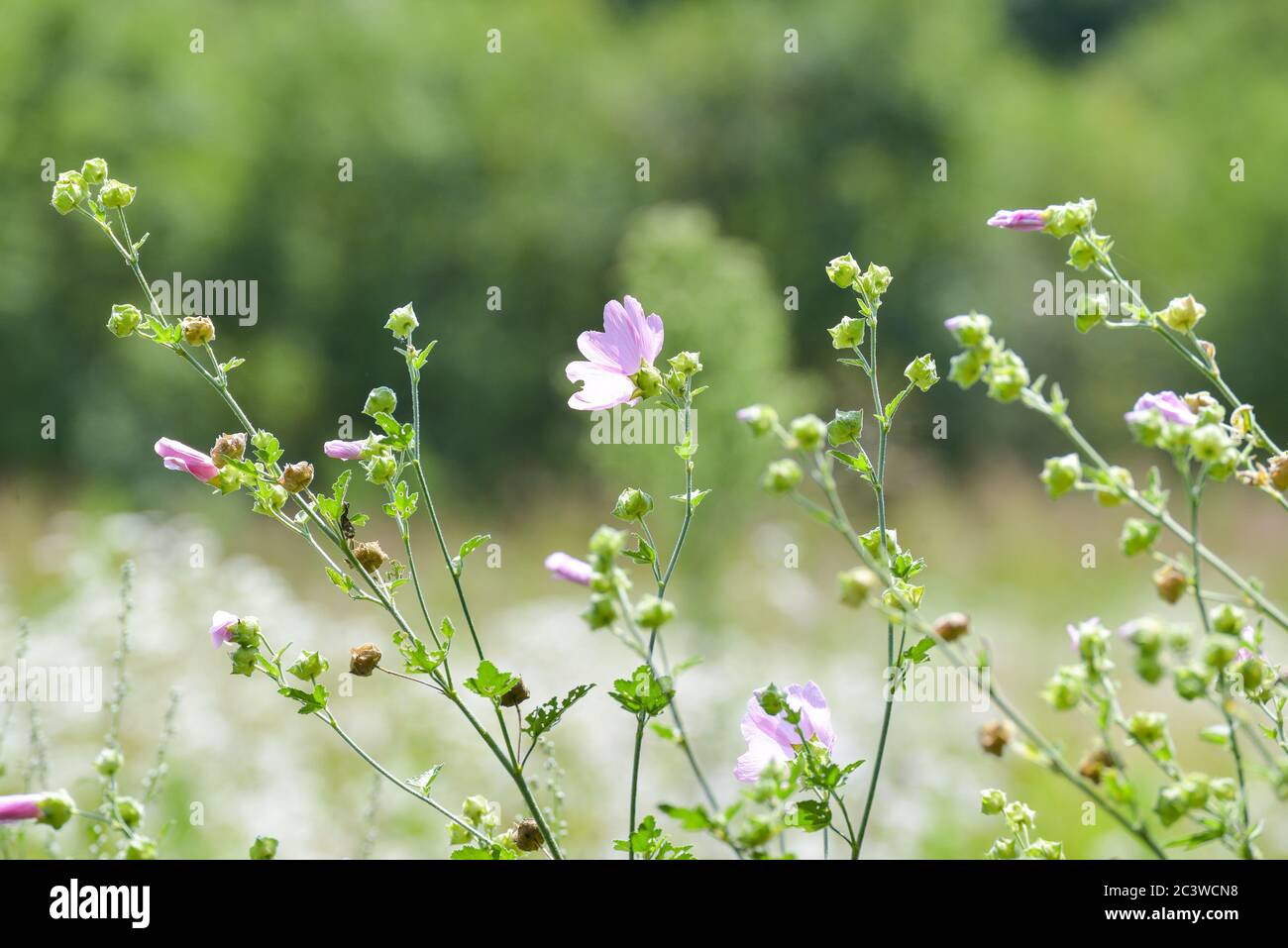 pink wild flowers in spring time Stock Photo - Alamy