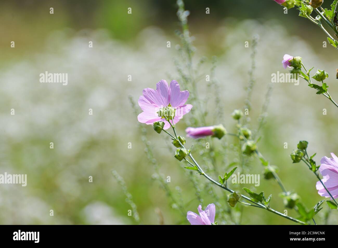 pink wild flowers in spring time Stock Photo - Alamy