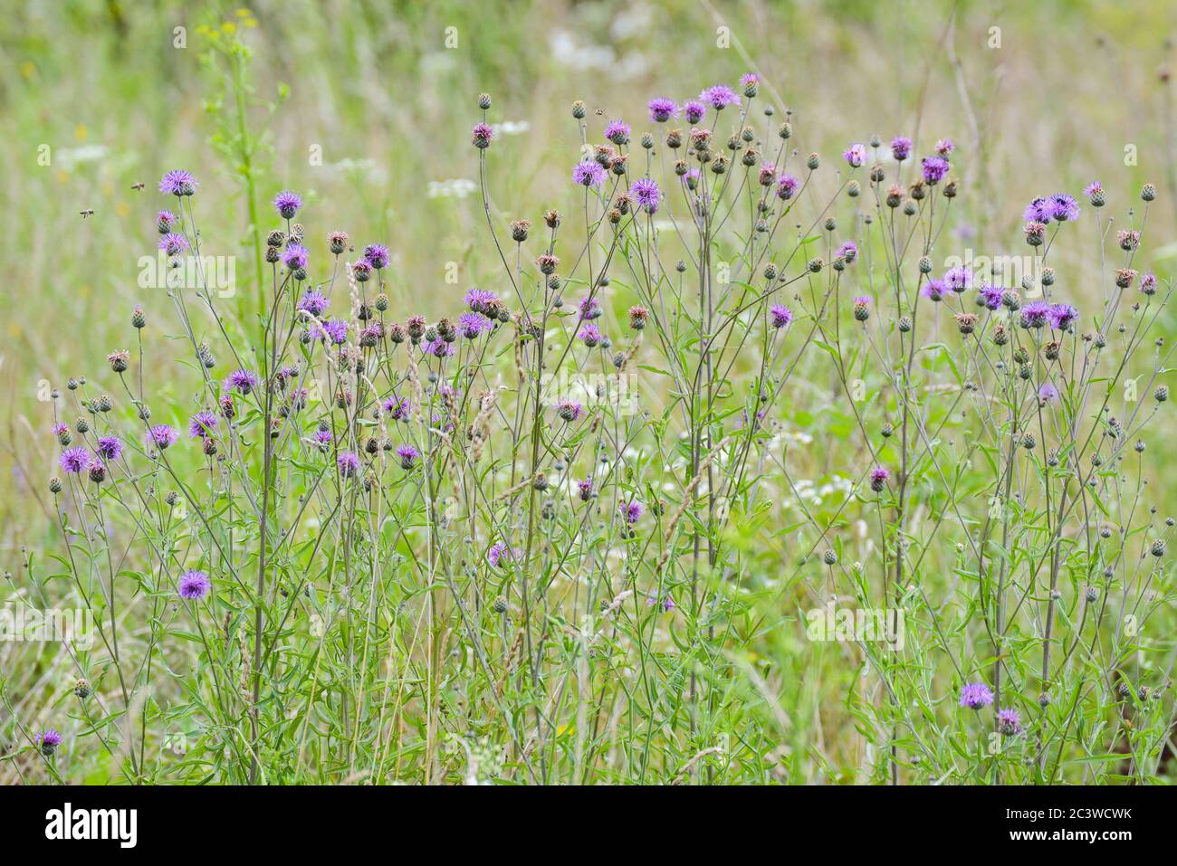 Beautiful field herbs hi-res stock photography and images - Alamy