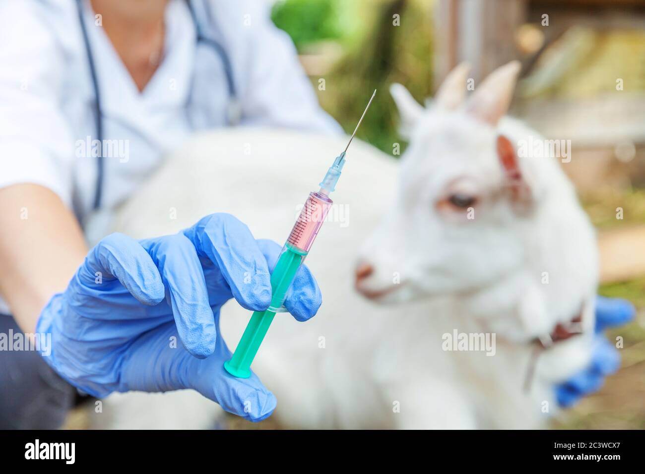 Young veterinarian woman with syringe holding and injecting goat kid on ...