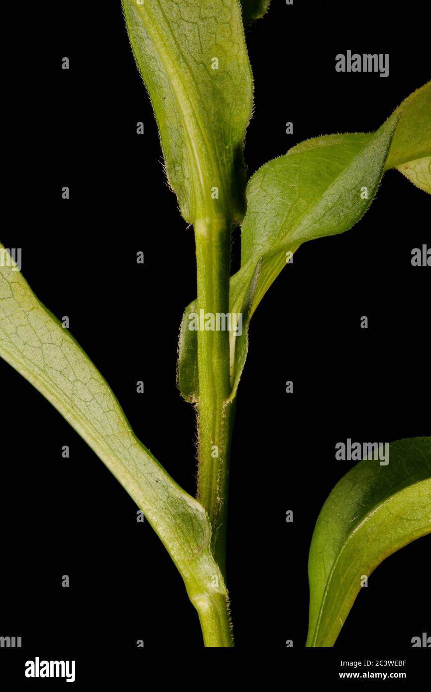 Confused Michaelmas Daisy (Symphyotrichum novi-belgii). Stem and Leaf ...