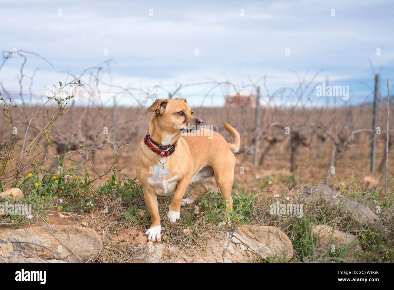 Dog in the countryside Stock Photo - Alamy
