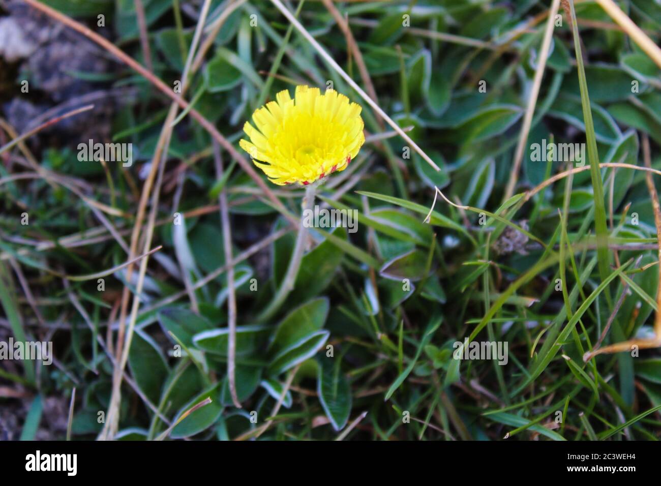 Cat's Ear Dandelion, perennial weed. On the mountain Bjelasnica, Bosnia ...