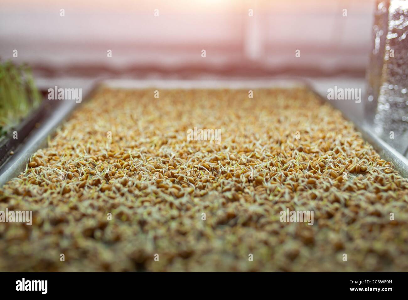 hydroponic farm with sproted wheat and growing vegetables Stock Photo ...