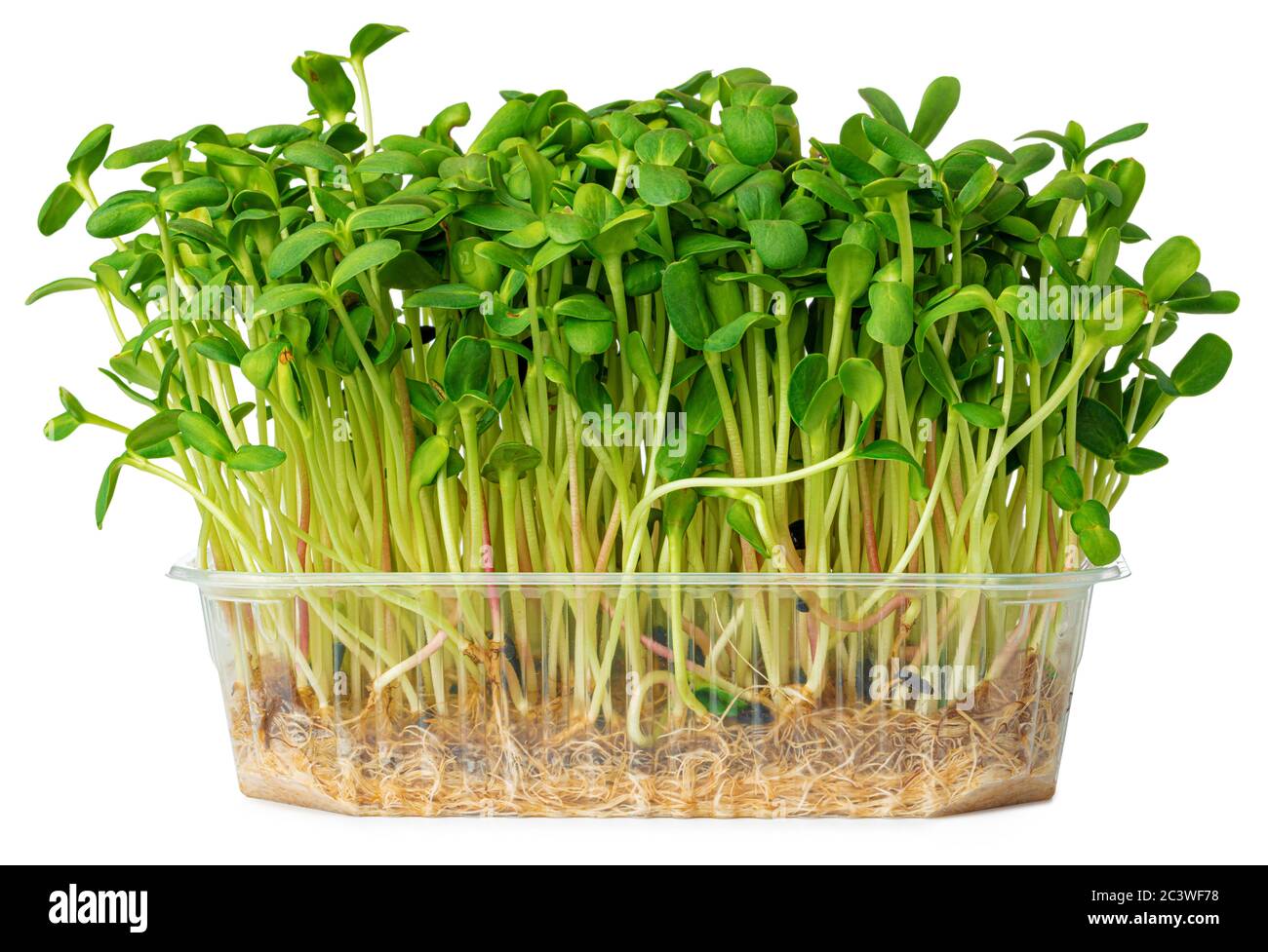 Cucumber grass hi-res stock photography and images - Alamy