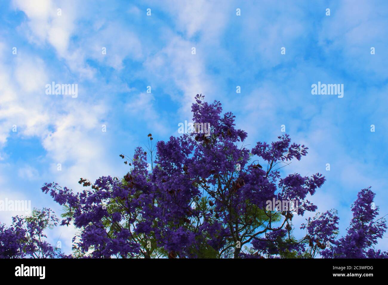 Jacaranda against blue sky with clouds, perfect composition of colors ...