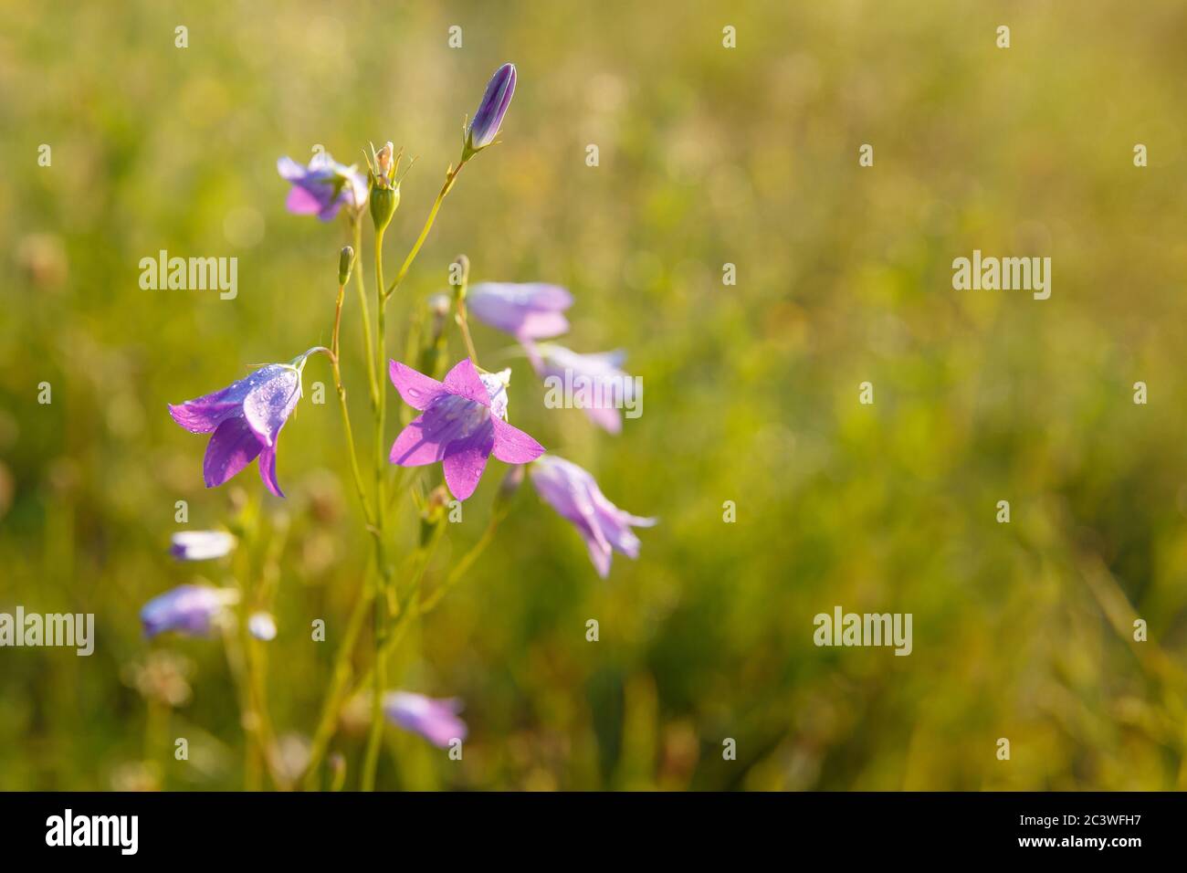 A beautiful light blue Harebell flower Campanula rotundifolia Stock ...