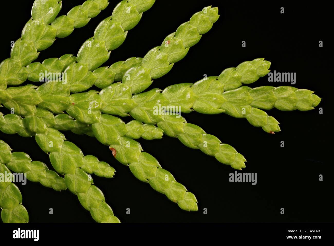 Western red cedar leaf hi-res stock photography and images - Alamy
