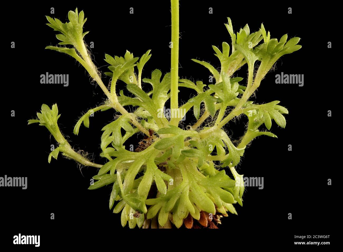 Basal leaves hi-res stock photography and images - Alamy