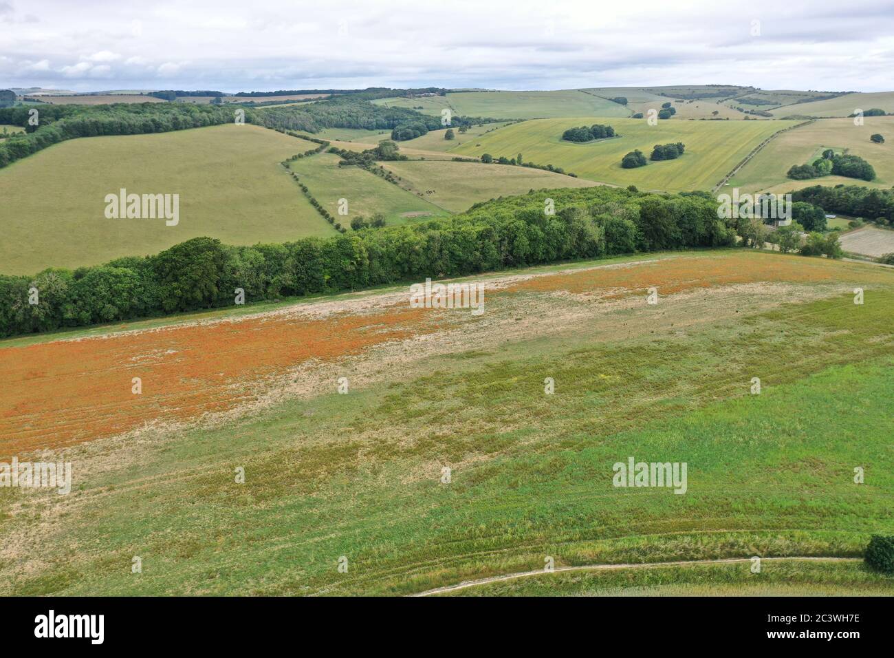 Poppy field in East Sussex Stock Photo - Alamy