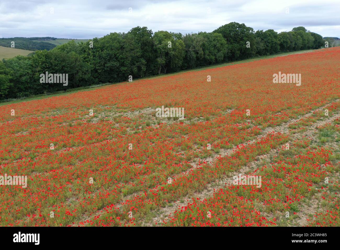 Poppy field in East Sussex Stock Photo - Alamy
