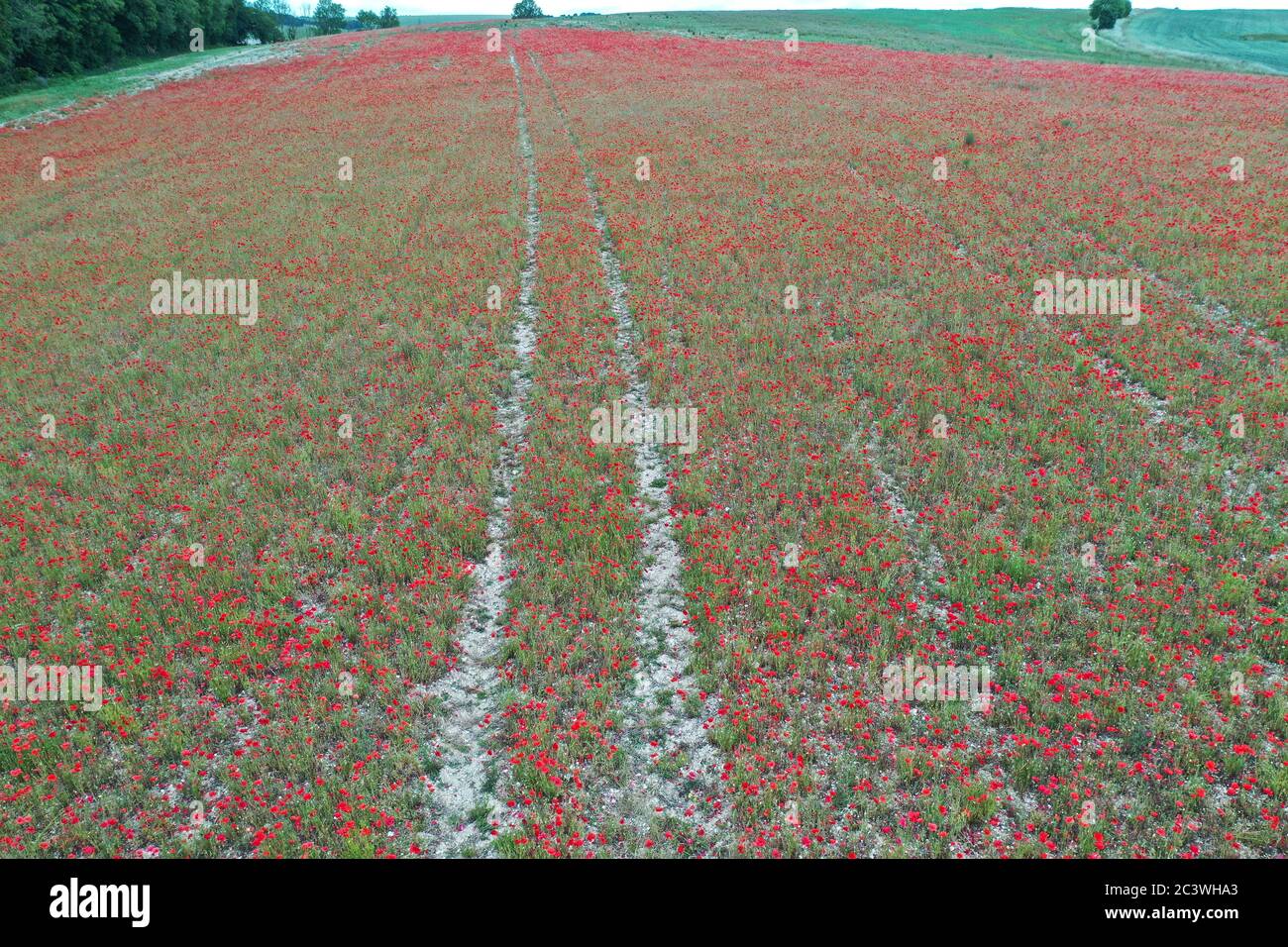 Poppy field in East Sussex Stock Photo - Alamy