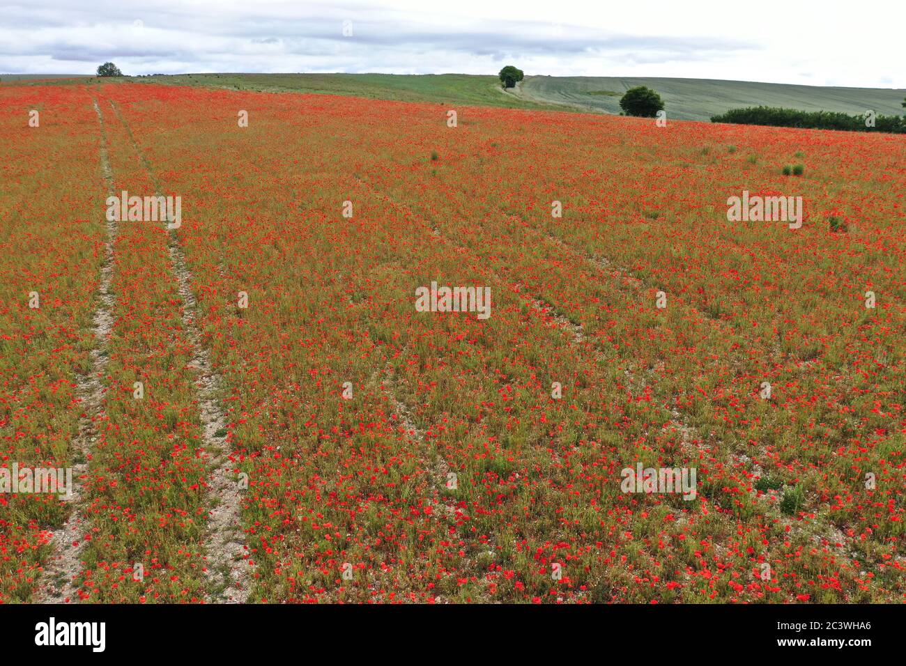 Poppy field in East Sussex Stock Photo - Alamy