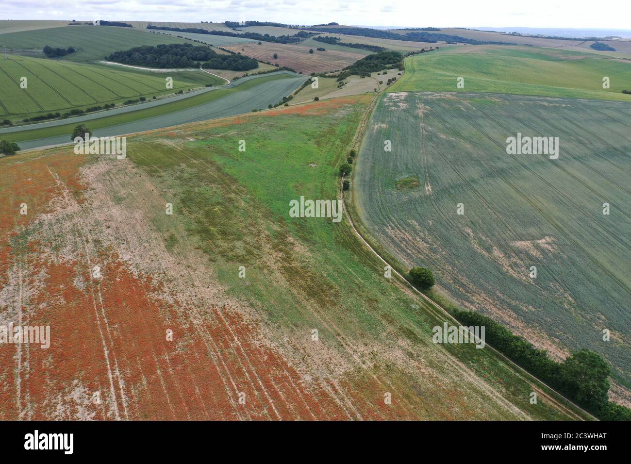 Poppy field in East Sussex Stock Photo - Alamy