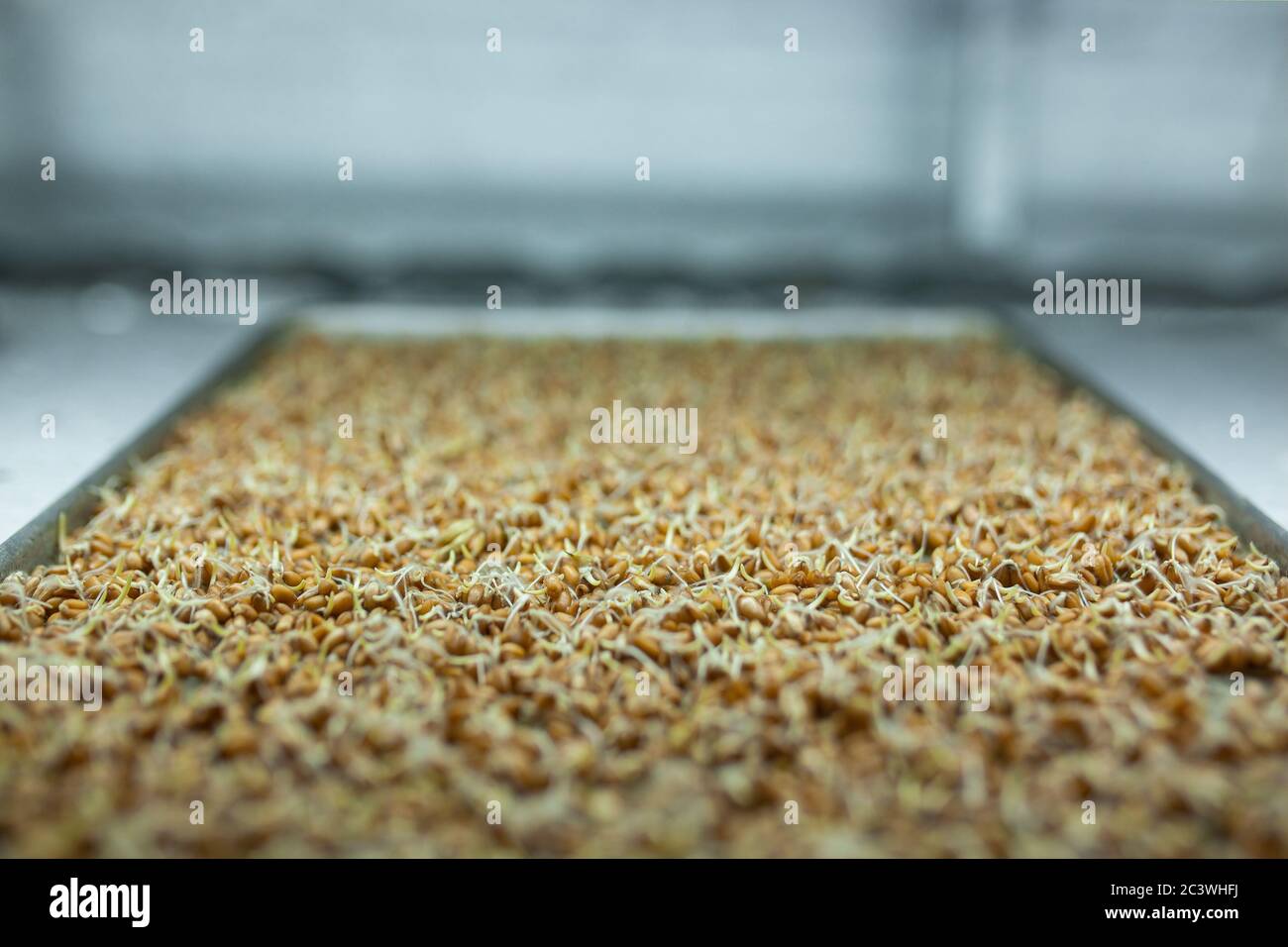 hydroponic farm with sproted wheat and growing vegetables Stock Photo ...